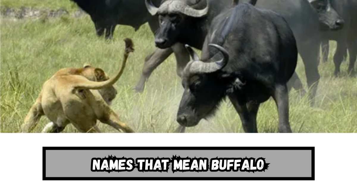 500+ Famous and Catchy Buffalo Names & Generator [Meaningful Ideas]