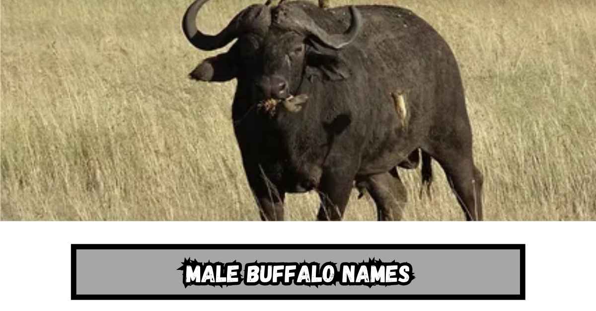 500+ Famous and Catchy Buffalo Names & Generator [Meaningful Ideas]