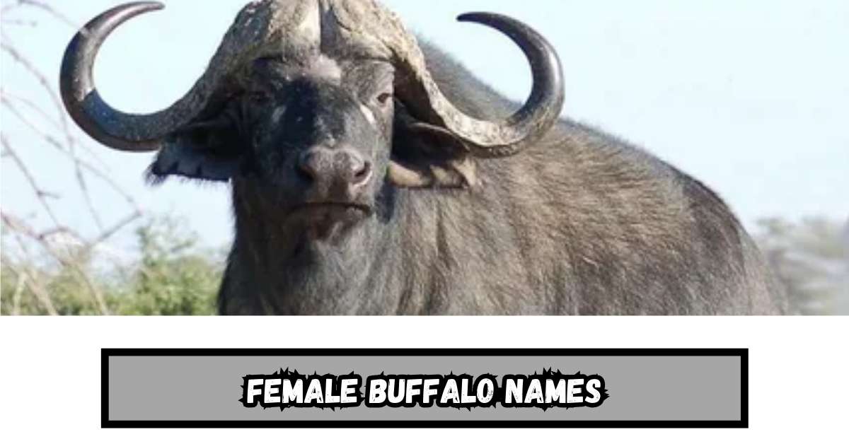 500+ Famous and Catchy Buffalo Names & Generator [Meaningful Ideas]
