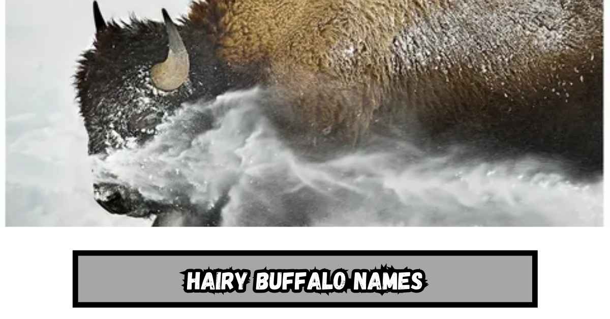 500+ Famous and Catchy Buffalo Names & Generator [Meaningful Ideas]
