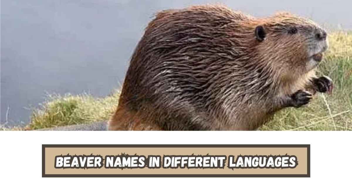 500+ Most Famous Beaver Names & Generator [Best Ideas]