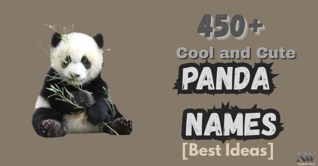450+ Cool and Cute Panda Names & Generator [Best Ideas]