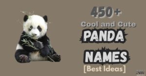 450+ Cool and Cute Panda Names & Generator [Best Ideas]