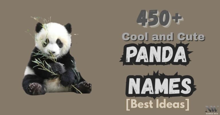 450+ Cool and Cute Panda Names & Generator [Best Ideas]