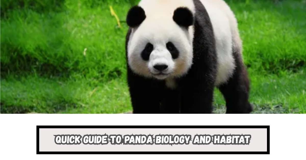 450+ Cool and Cute Panda Names & Generator [Best Ideas]