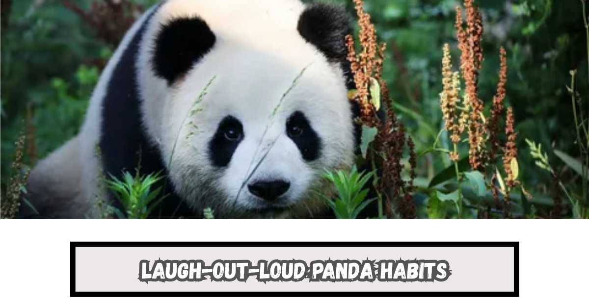 450+ Cool and Cute Panda Names & Generator [Best Ideas]