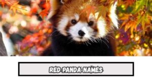 450+ Cool and Cute Panda Names & Generator [Best Ideas]