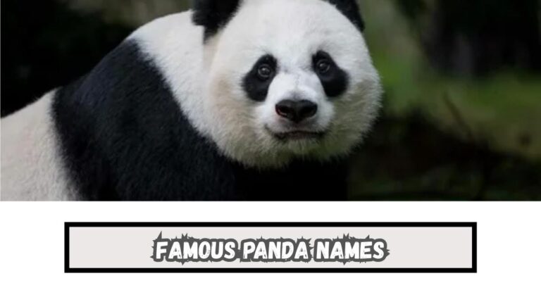 450+ Cool and Cute Panda Names & Generator [Best Ideas]