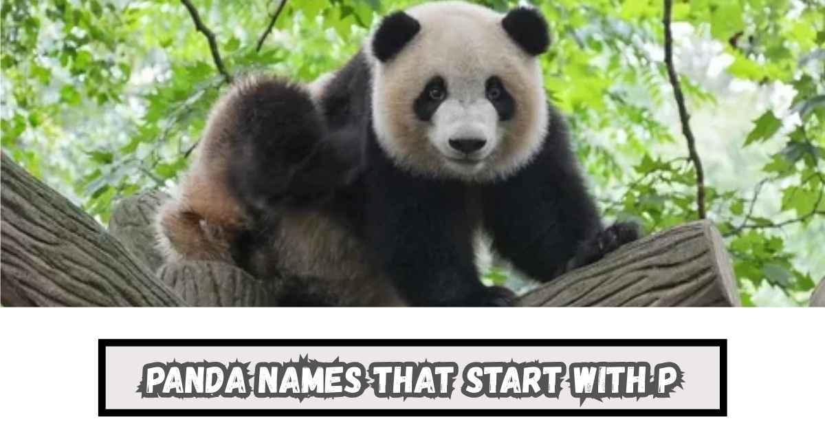 450+ Cool and Cute Panda Names & Generator [Best Ideas]