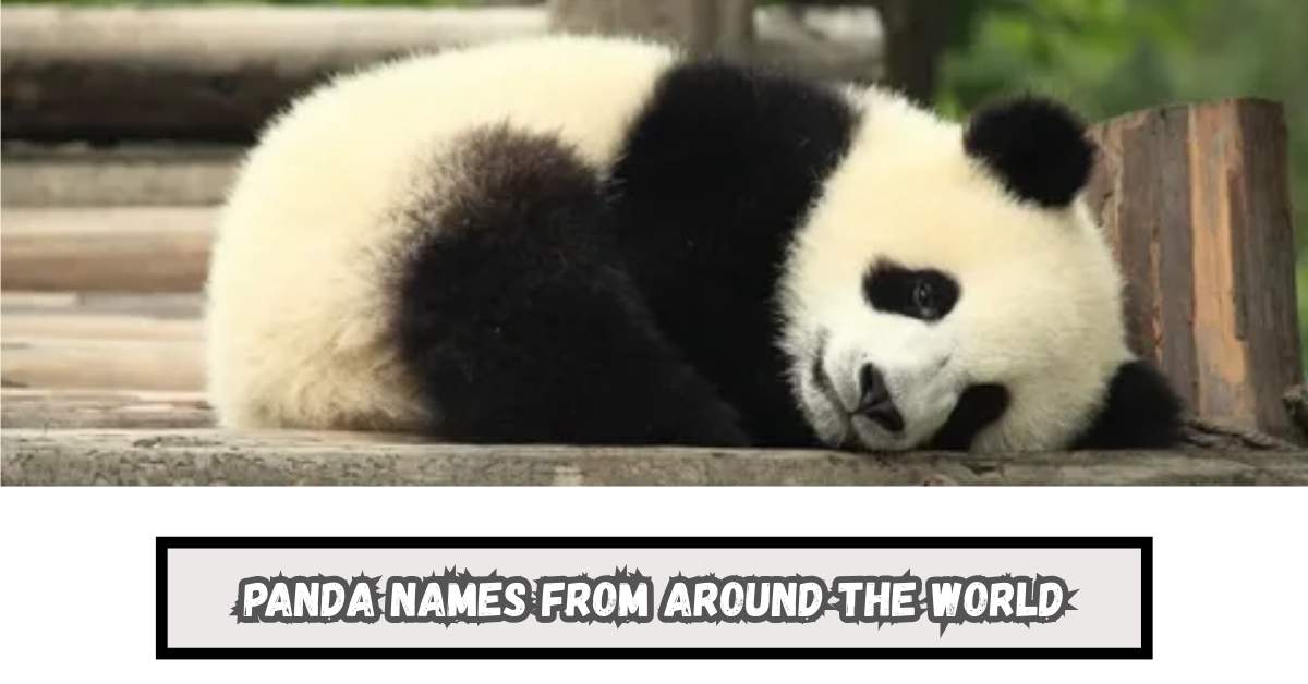 450+ Cool and Cute Panda Names & Generator [Best Ideas]