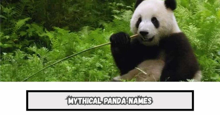 450+ Cool and Cute Panda Names & Generator [Best Ideas]