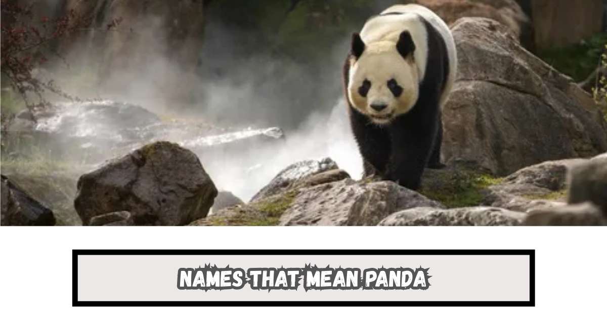 450+ Cool and Cute Panda Names & Generator [Best Ideas]