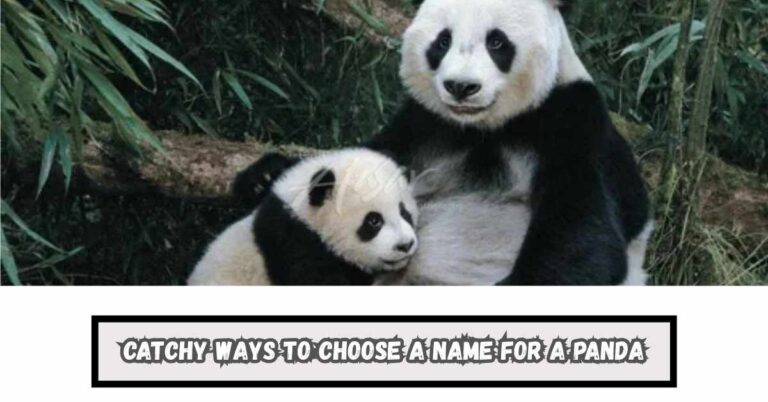 450+ Cool and Cute Panda Names & Generator [Best Ideas]