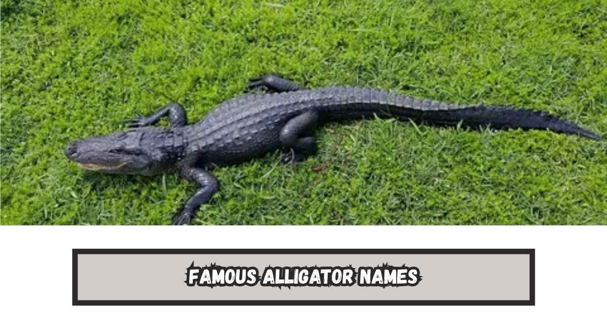 500+ Powerful and Cool Alligator Names & Generator with Meanings