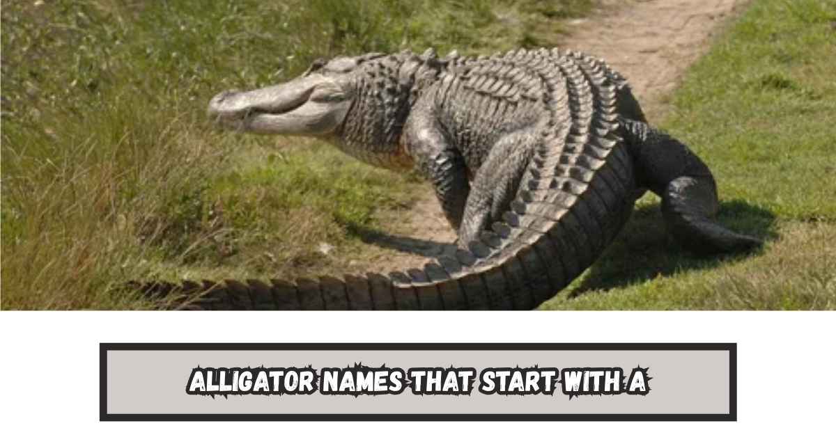500+ Powerful and Cool Alligator Names & Generator with Meanings