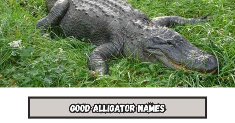 500+ Powerful and Cool Alligator Names & Generator with Meanings