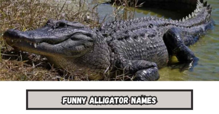 500+ Powerful and Cool Alligator Names & Generator with Meanings