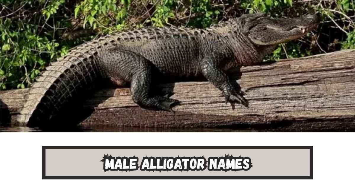 500+ Powerful and Cool Alligator Names & Generator with Meanings