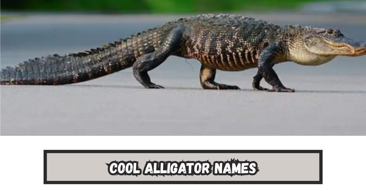 500+ Powerful and Cool Alligator Names & Generator with Meanings