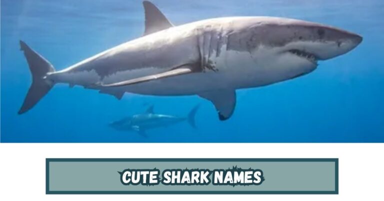 450+ Powerful and Catchy Shark Names & Generator [Best Ideas]