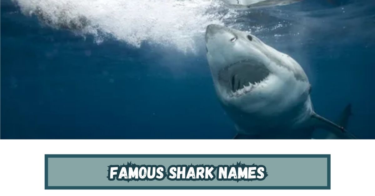 450+ Powerful and Catchy Shark Names & Generator [Best Ideas]