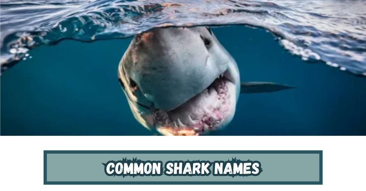 450+ Powerful and Catchy Shark Names & Generator [Best Ideas]