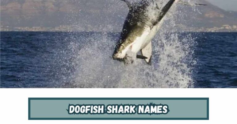450+ Powerful and Catchy Shark Names & Generator [Best Ideas]