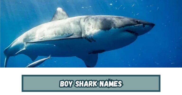450+ Powerful and Catchy Shark Names & Generator [Best Ideas]