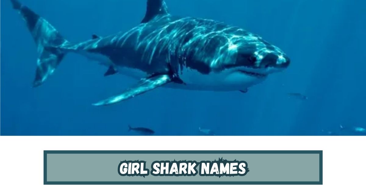 450+ Powerful and Catchy Shark Names & Generator [Best Ideas]