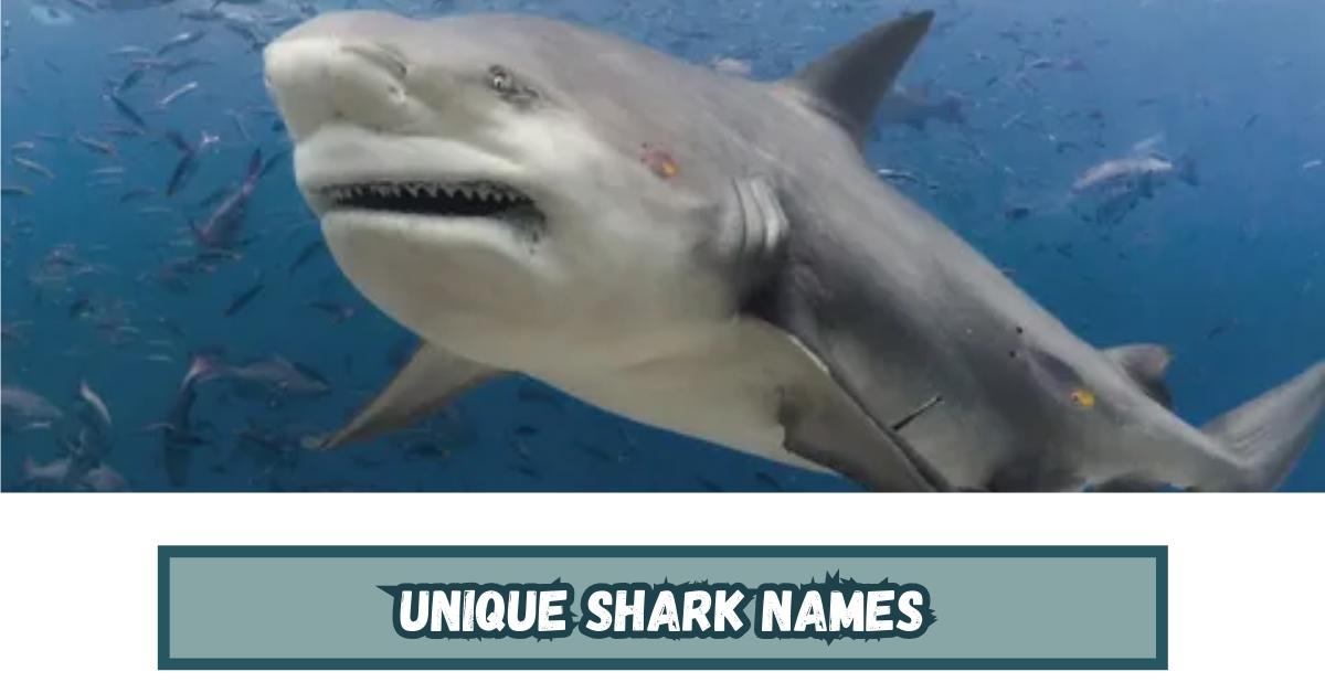 450+ Powerful and Catchy Shark Names & Generator [Best Ideas]