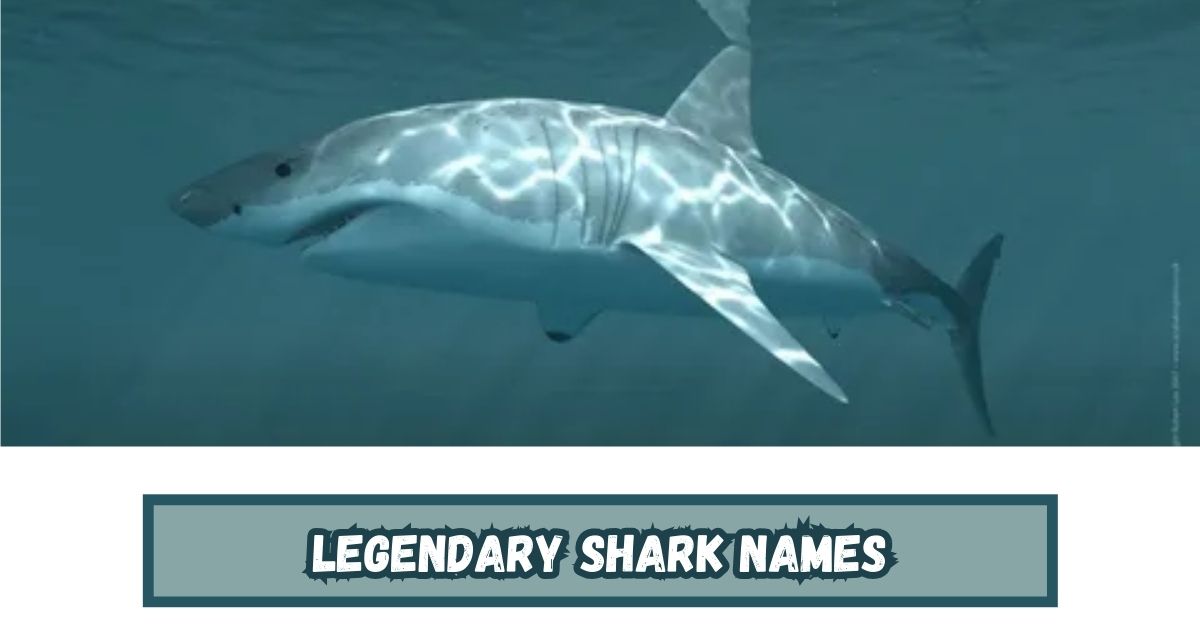 450+ Powerful and Catchy Shark Names & Generator [Best Ideas]