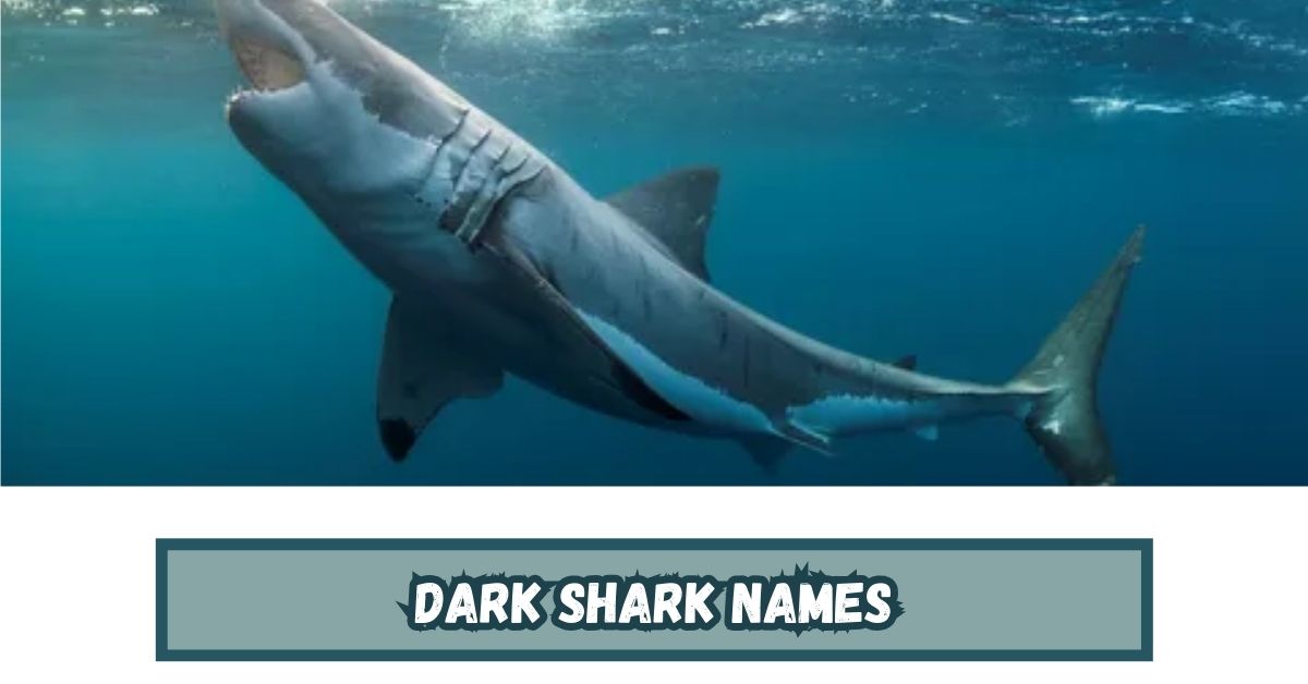 450+ Powerful and Catchy Shark Names & Generator [Best Ideas]