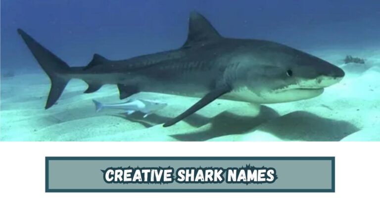 450+ Powerful and Catchy Shark Names & Generator [Best Ideas]