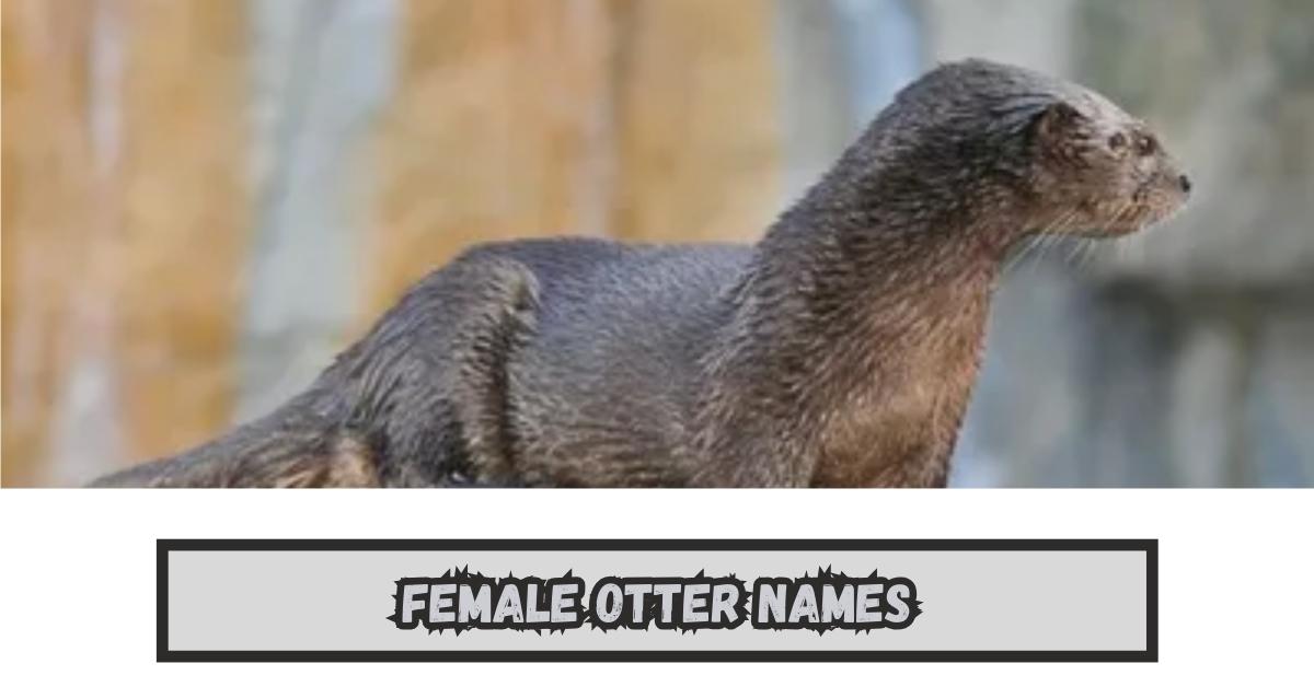 450+ Cute and punny Otter Names & Generator [Meaningful Ideas+Poll]