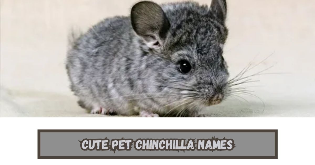 620+ Best and Cute Chinchilla Names & Generator