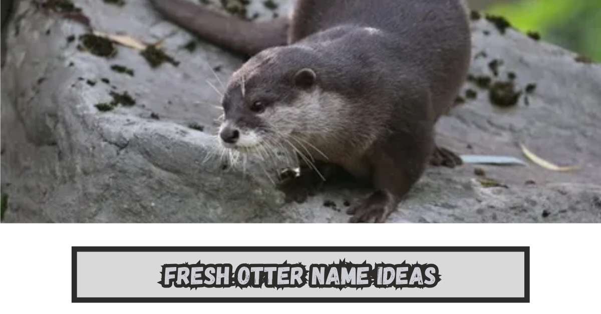 450+ Cute and punny Otter Names & Generator [Meaningful Ideas+Poll]