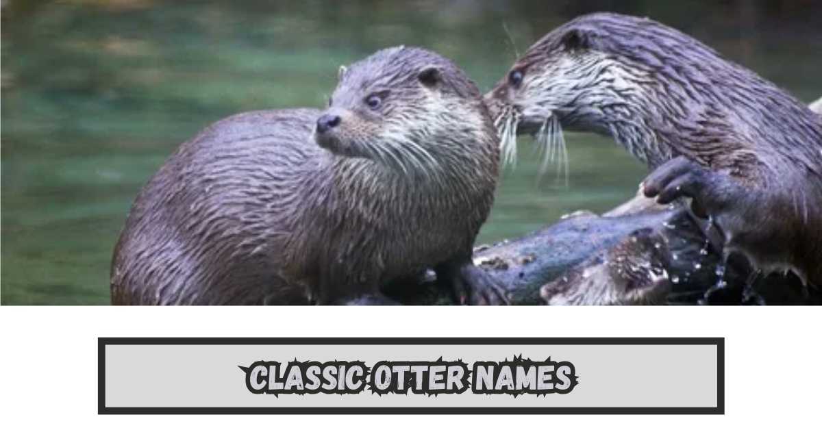 450+ Cute and punny Otter Names & Generator [Meaningful Ideas+Poll]