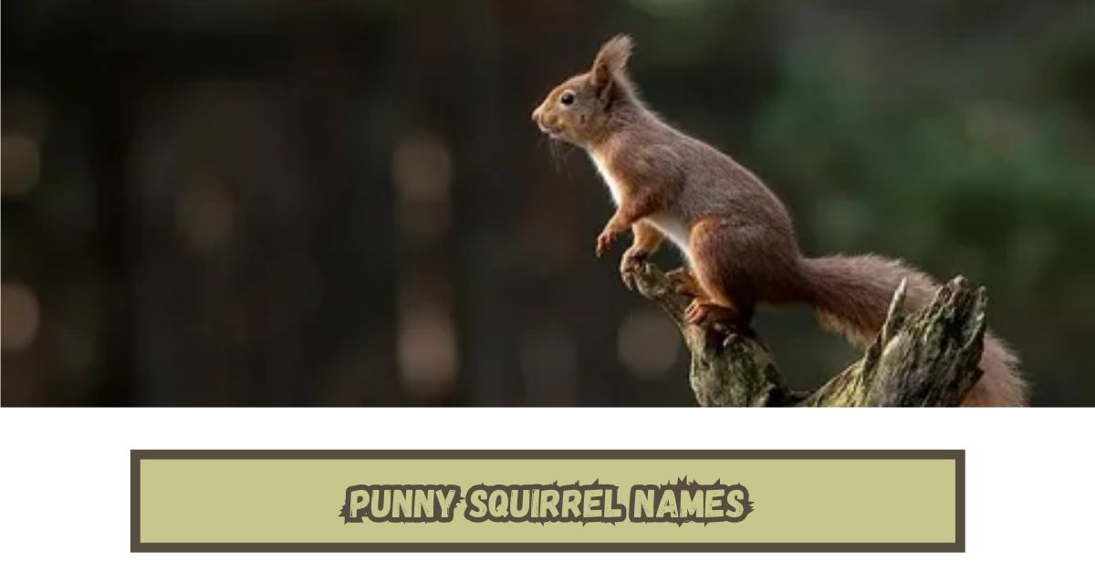 450+ Most Popular Squirrel Names & Generator with Meanings