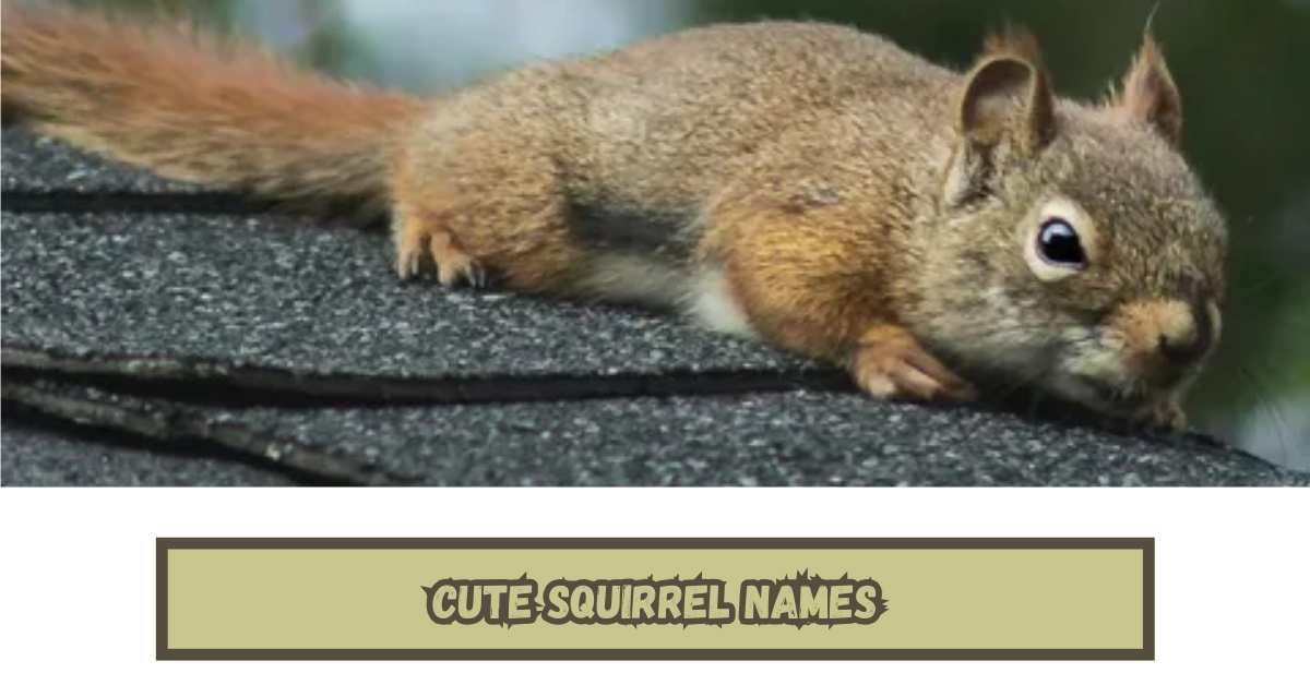 450+ Most Popular Squirrel Names & Generator with Meanings
