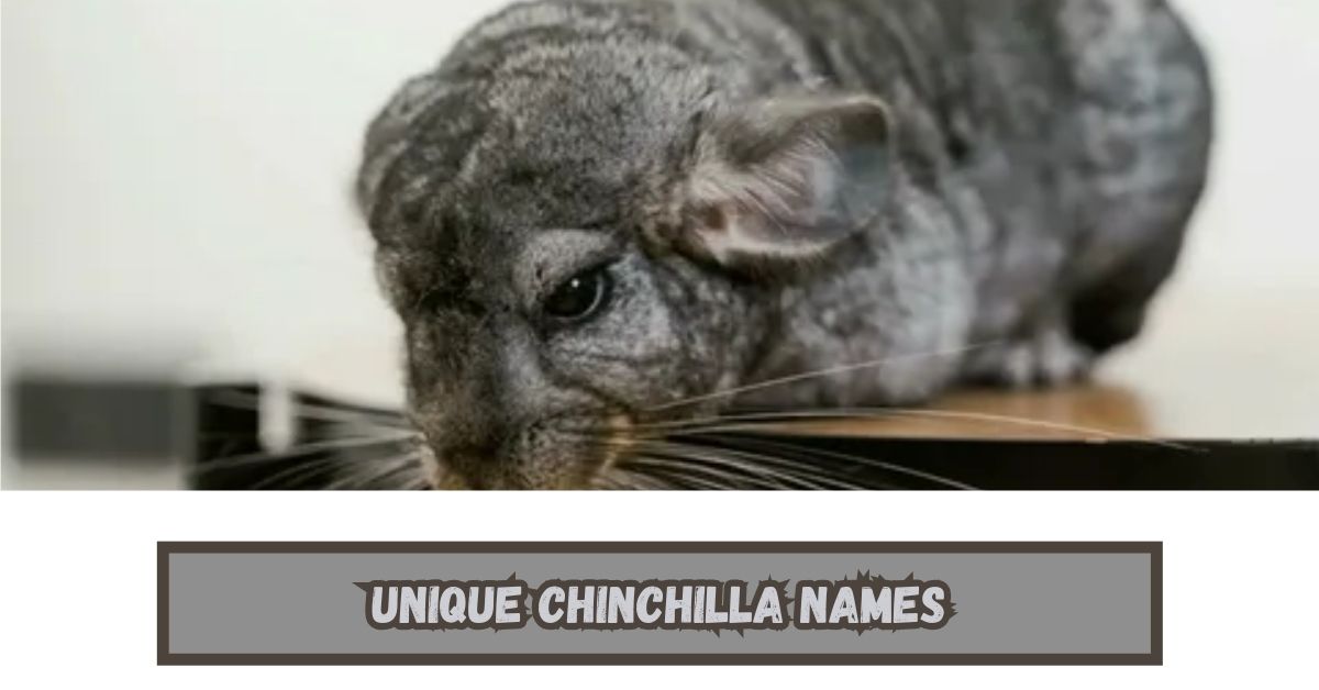620+ Best and Cute Chinchilla Names & Generator
