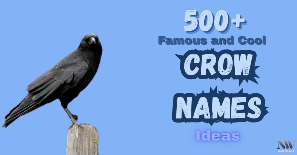 500+ Famous and Cool Crow Names & Generator Ideas