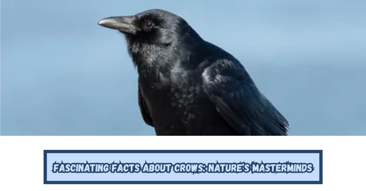 500+ Famous and Cool Crow Names & Generator Ideas