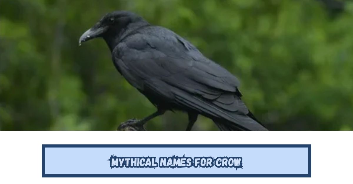 500+ Famous and Cool Crow Names & Generator Ideas
