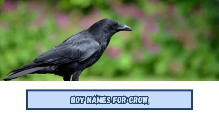 500+ Famous and Cool Crow Names & Generator Ideas