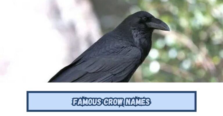 500+ Famous and Cool Crow Names & Generator Ideas