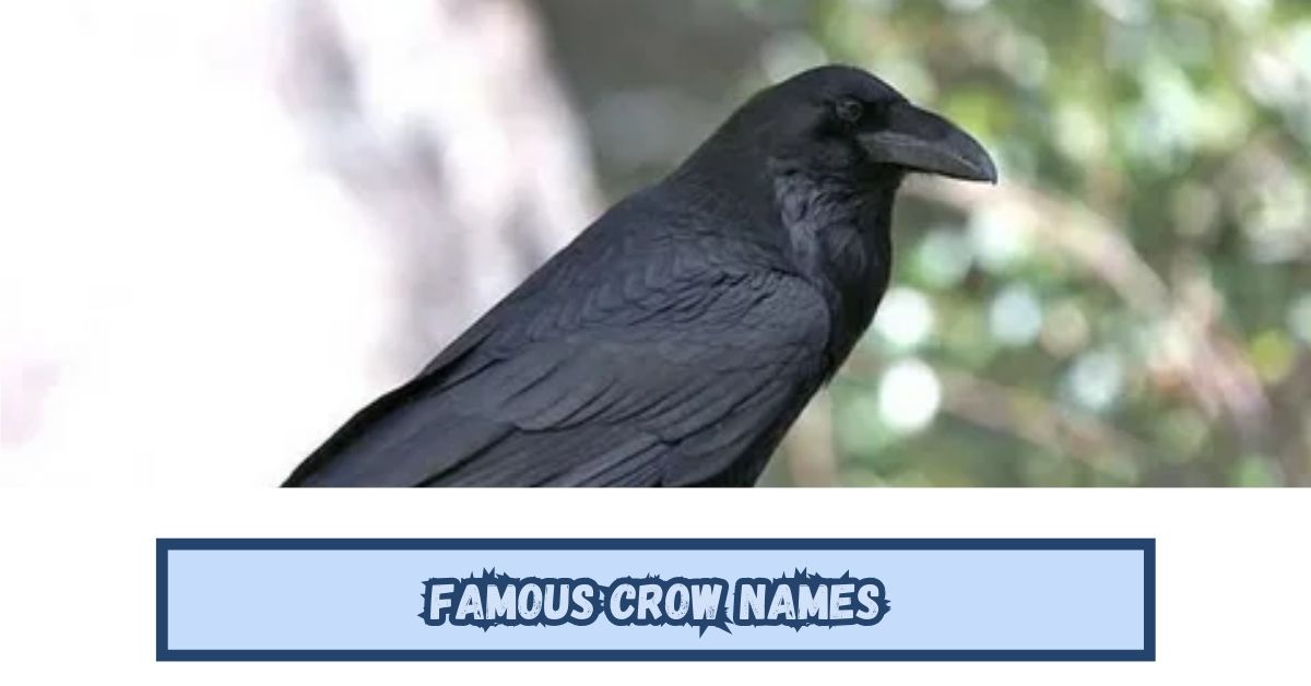 500+ Famous and Cool Crow Names & Generator Ideas