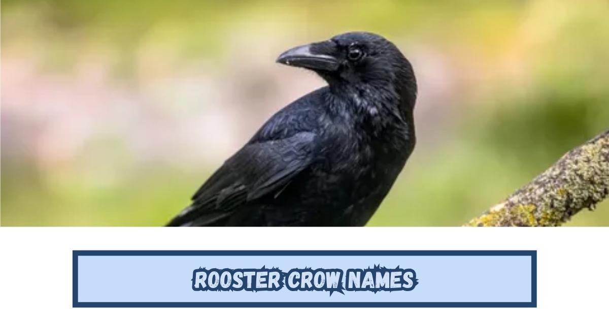 500+ Famous and Cool Crow Names & Generator Ideas