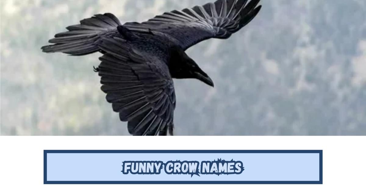 500+ Famous and Cool Crow Names & Generator Ideas