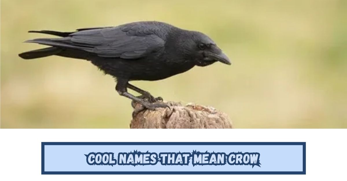500+ Famous and Cool Crow Names & Generator Ideas