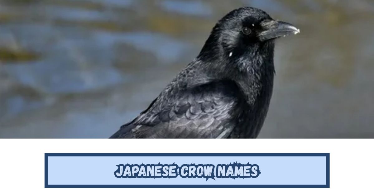 500+ Famous and Cool Crow Names & Generator Ideas